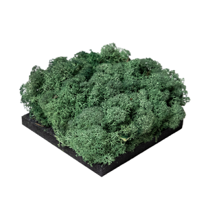 Moss panels | Real moss and better sound - WoodUpp